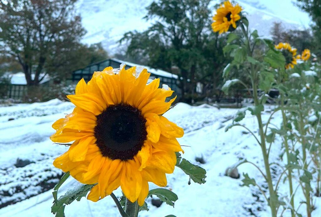 Huerta biointensiva de Las Torres Patagonia amplía variedad de bio ...